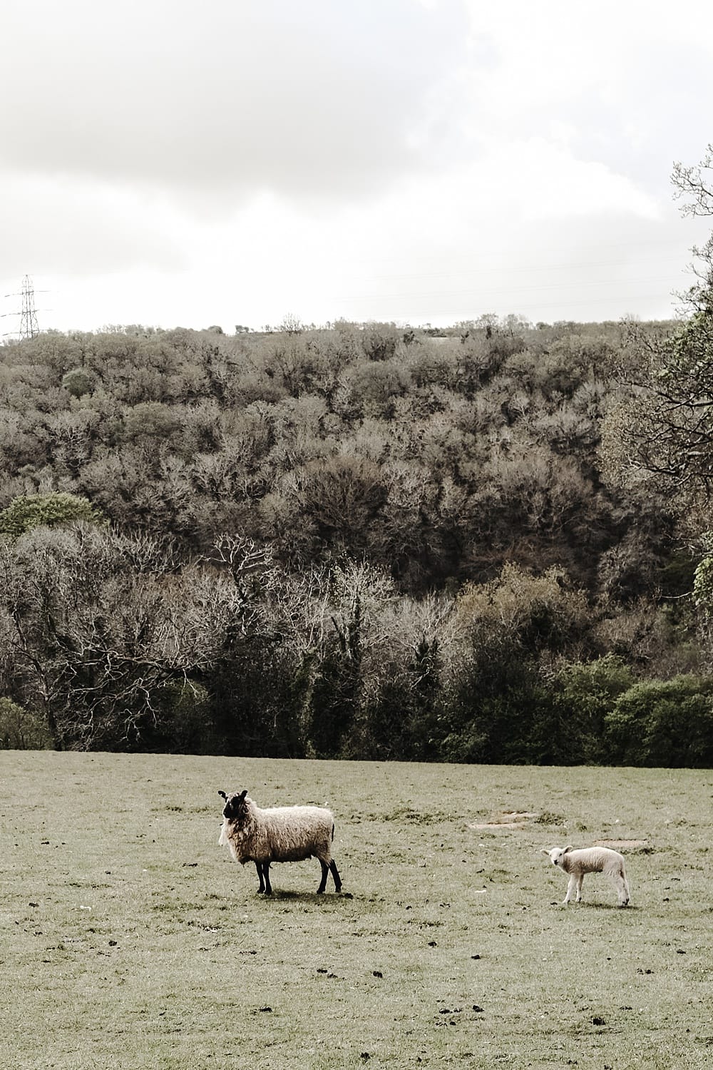 Boconnion in Cornwall | Black Tie Wedding Inspiration with Two Grooms