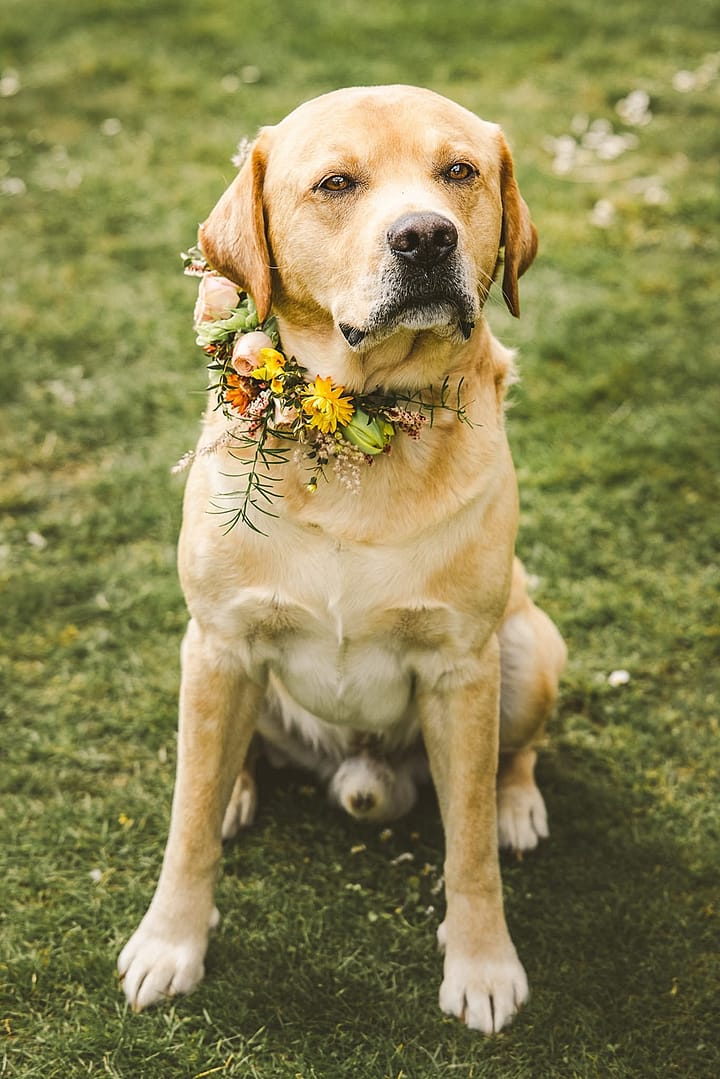 Meet The Tithe Barn at Hinton St Mary Estate | Wedding Venue in Dorset